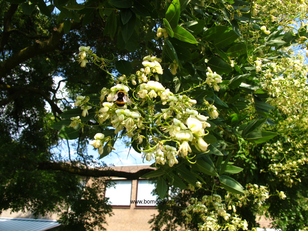 Herken de boomsoort NL: Pagodeboom--Honingboom; Latin: Styphnolobium ...
