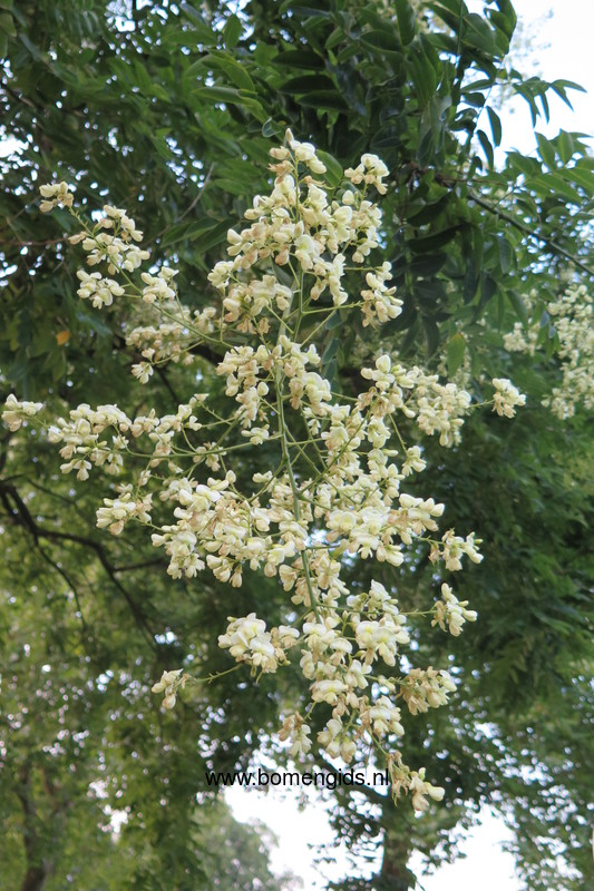 Herken de boomsoort NL: Pagodeboom--Honingboom; Latin: Styphnolobium ...