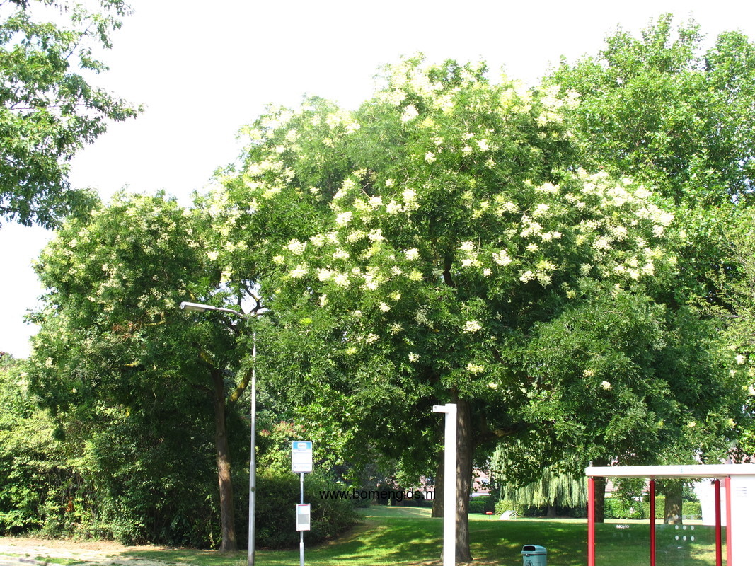 Herken de boomsoort NL: Pagodeboom--Honingboom; Latin: Styphnolobium ...