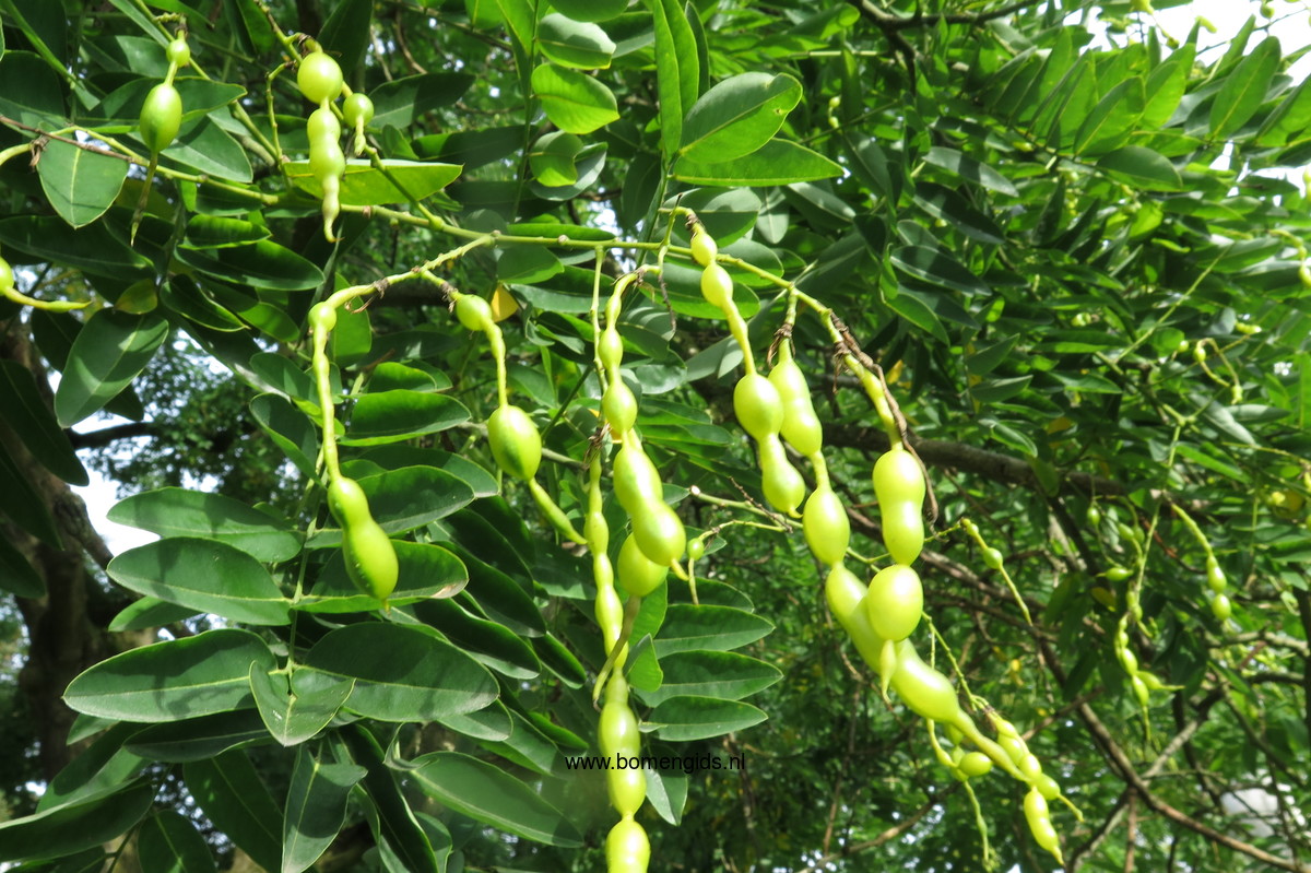 Boomsoorten die horen bij leguminosafamilie