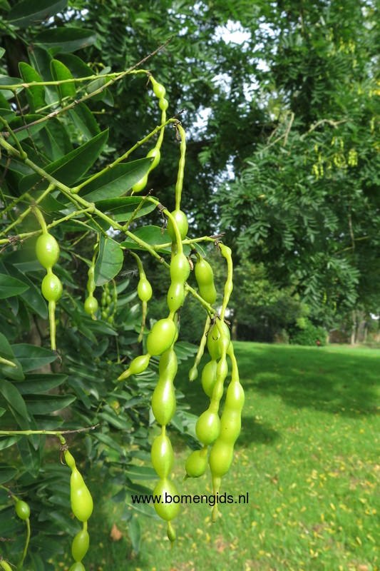 Boomsoorten die horen bij leguminosafamilie