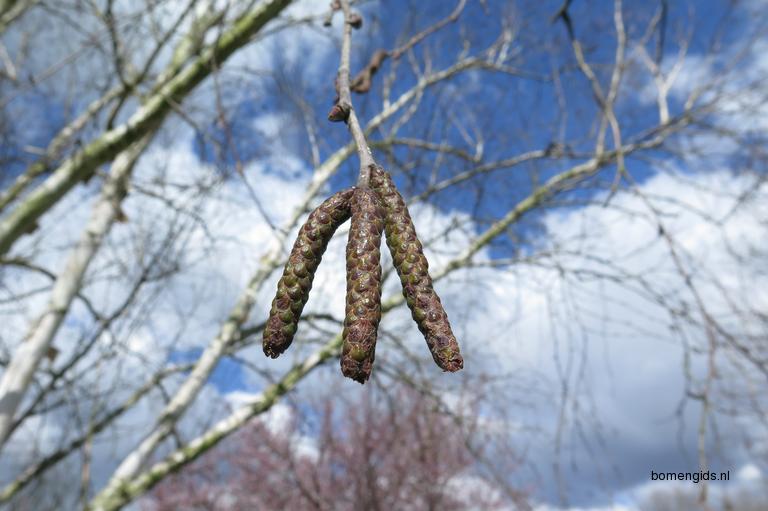 Herken de boomsoort NL: Papierberk; Latin: Betula papyrifera; UK: Paper ...