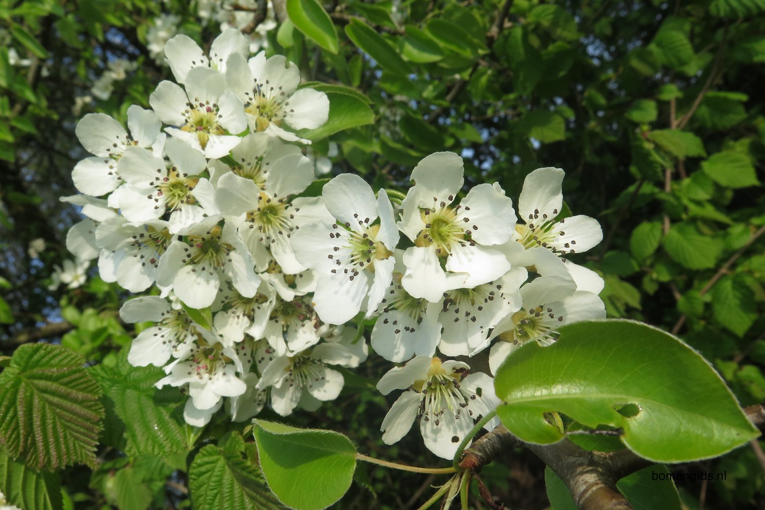 Herken de boomsoort NL: Peer; Latin: Pyrus communis; UK: Pear; GE ...
