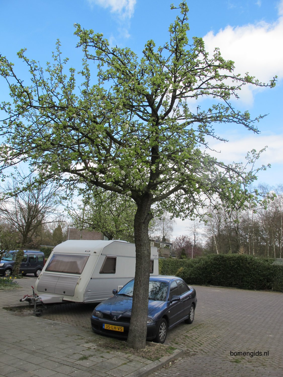 Herken de boomsoort NL: Peer; Latin: Pyrus communis; UK: Pear; GE ...
