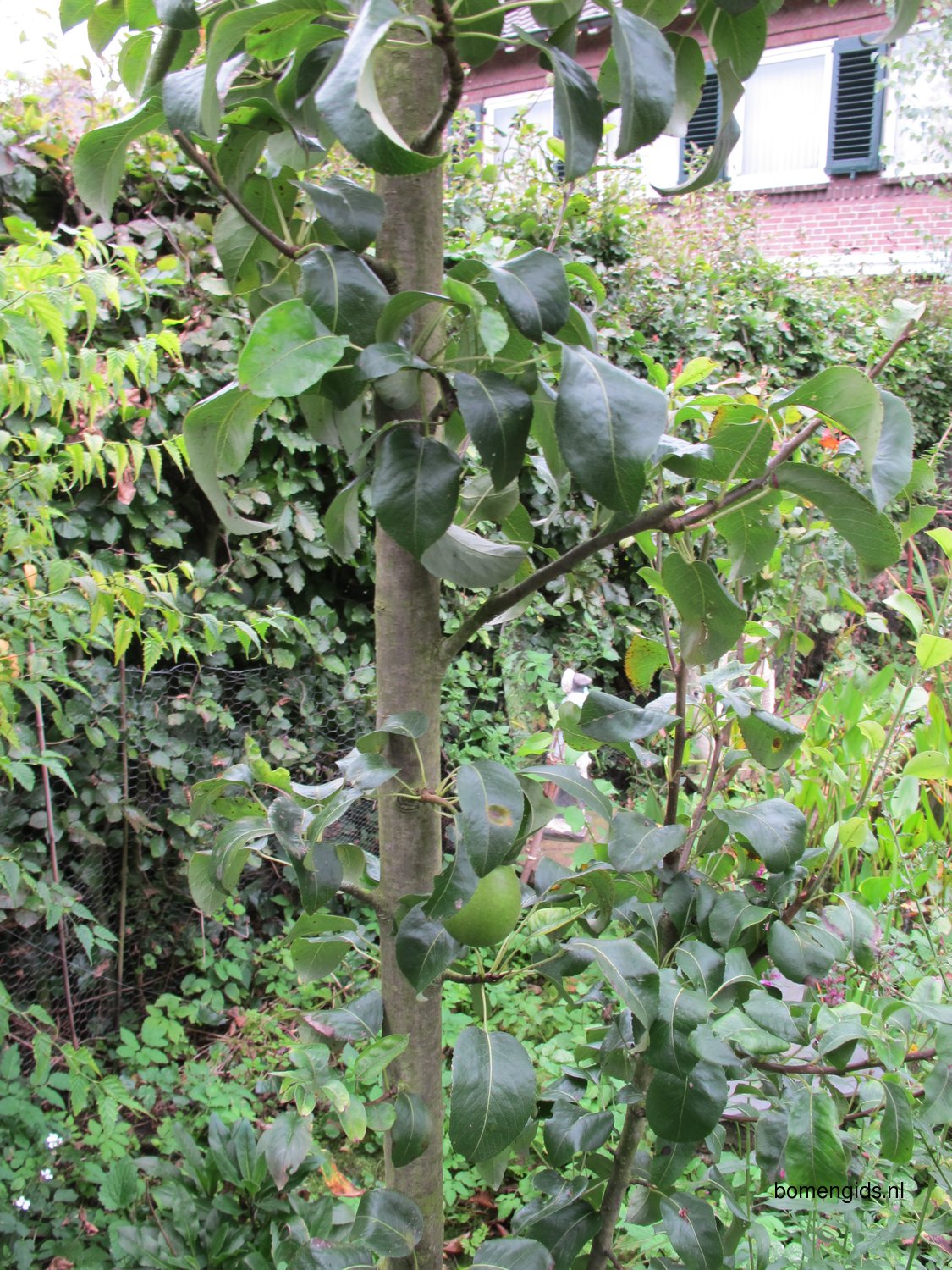 Herken de boomsoort NL: Peer; Latin: Pyrus communis; UK: Pear; GE ...