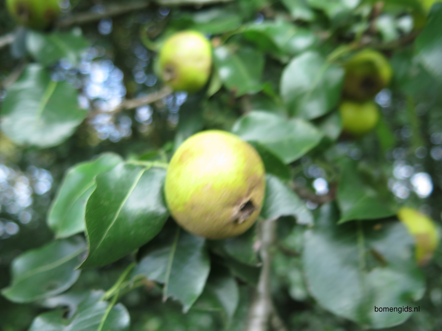 Herken de boomsoort NL: Peer; Latin: Pyrus communis; UK: Pear; GE ...