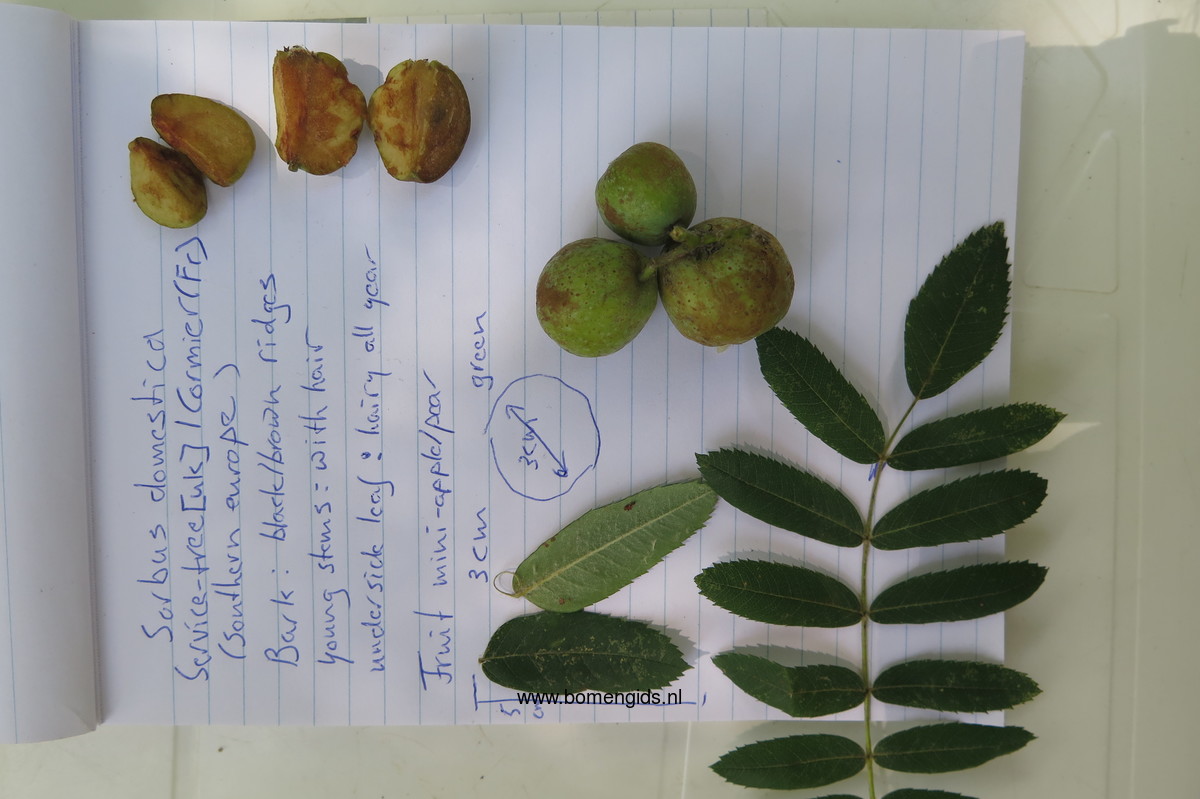 Herken de boomsoort NL: Peervormige lijsterbes; Latin: Sorbus domestica ...
