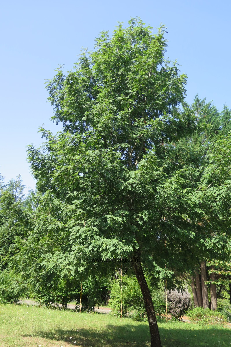 Herken de boomsoort NL: Peervormige lijsterbes; Latin: Sorbus domestica ...