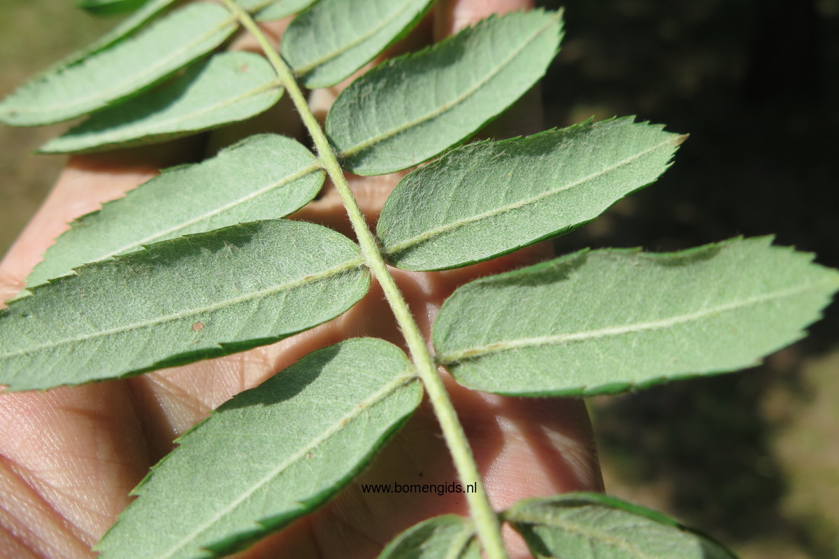 Herken de boomsoort NL: Peervormige lijsterbes; Latin: Sorbus domestica ...