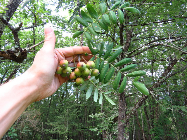 Herken de boomsoort NL: Peervormige lijsterbes; Latin: Sorbus domestica ...