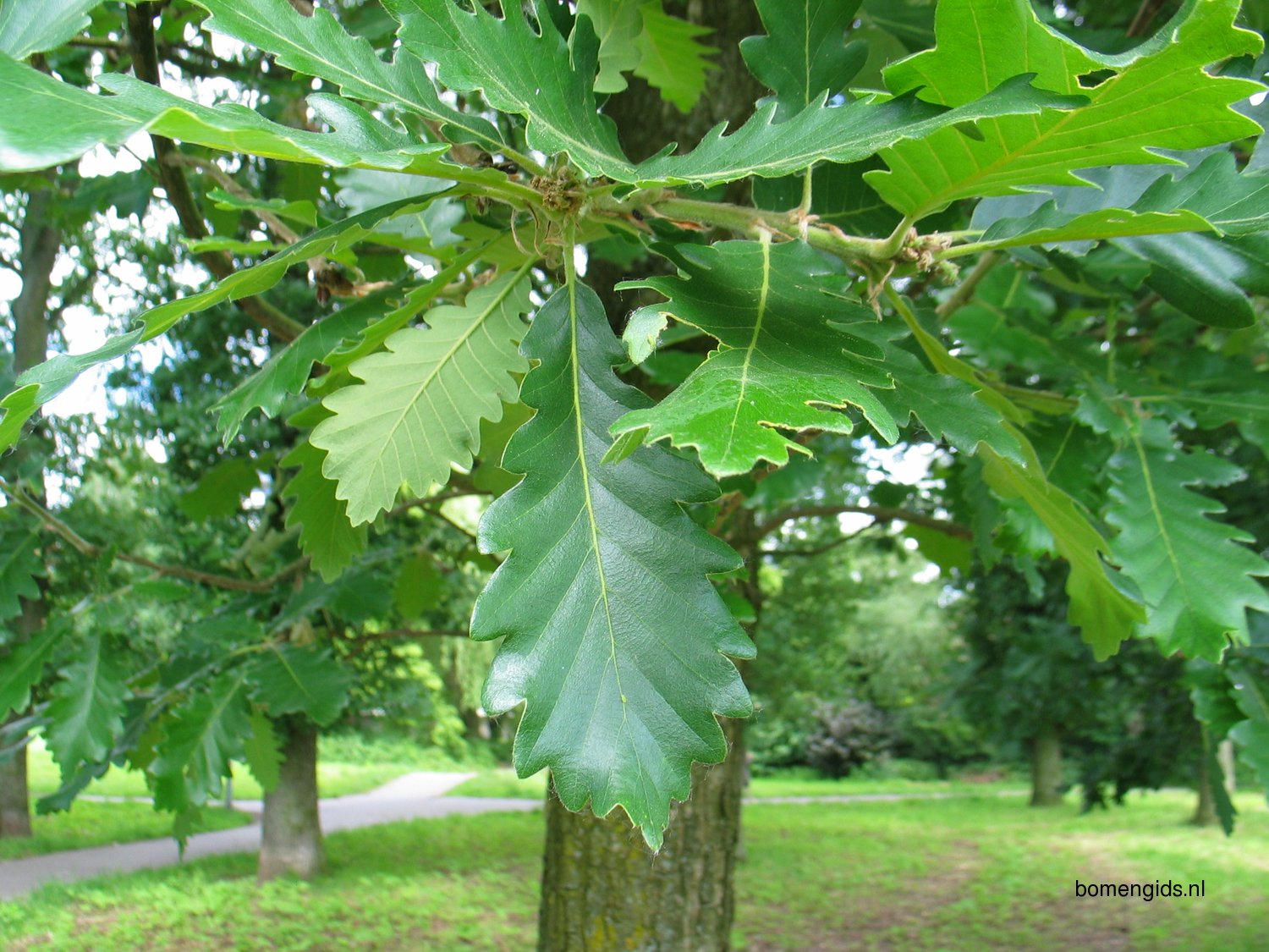 Herken de boomsoort NL: Perzische eik; Latin: Quercus macranthera; UK ...