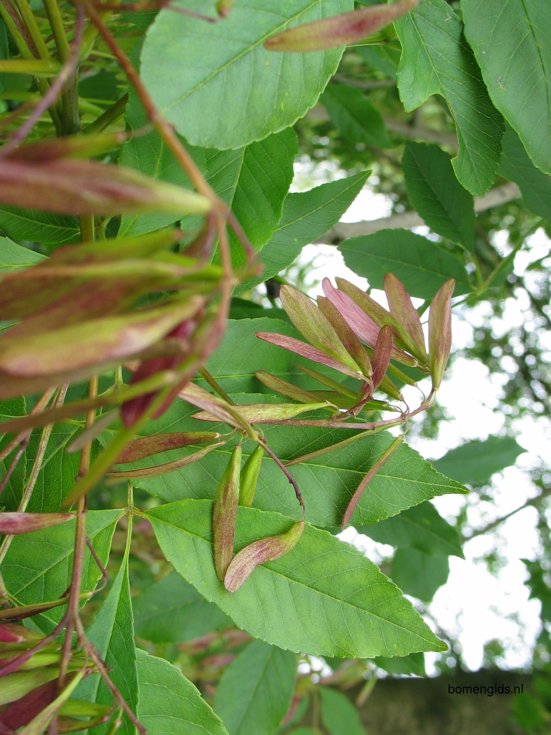 Fruta Fraxinus Ornus Fraxinus Ornus 'Meczek' Designer™ Flowering