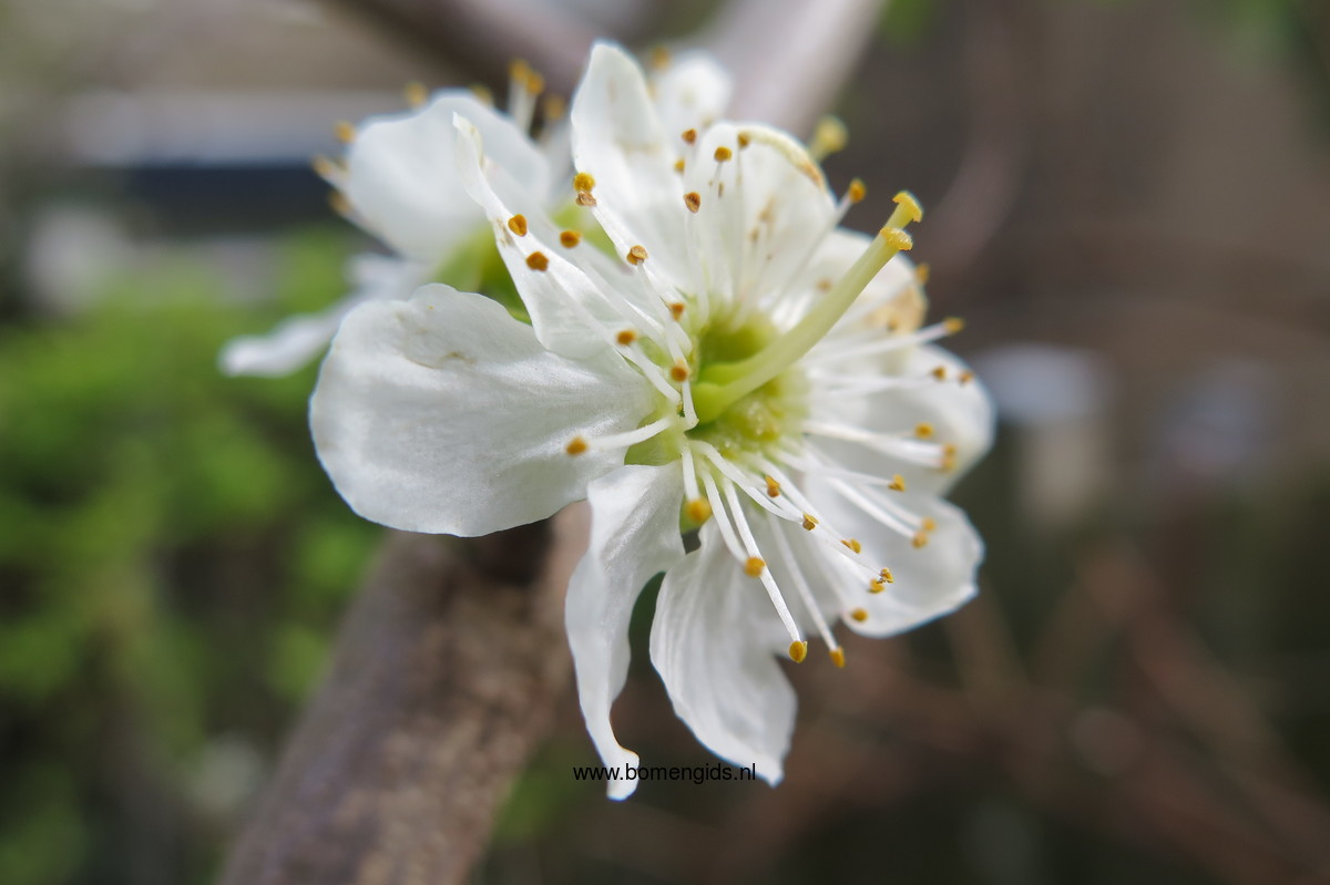 Herken de boomsoort NL: Pruim; Latin: Prunus domestica; UK: Plum; GE ...