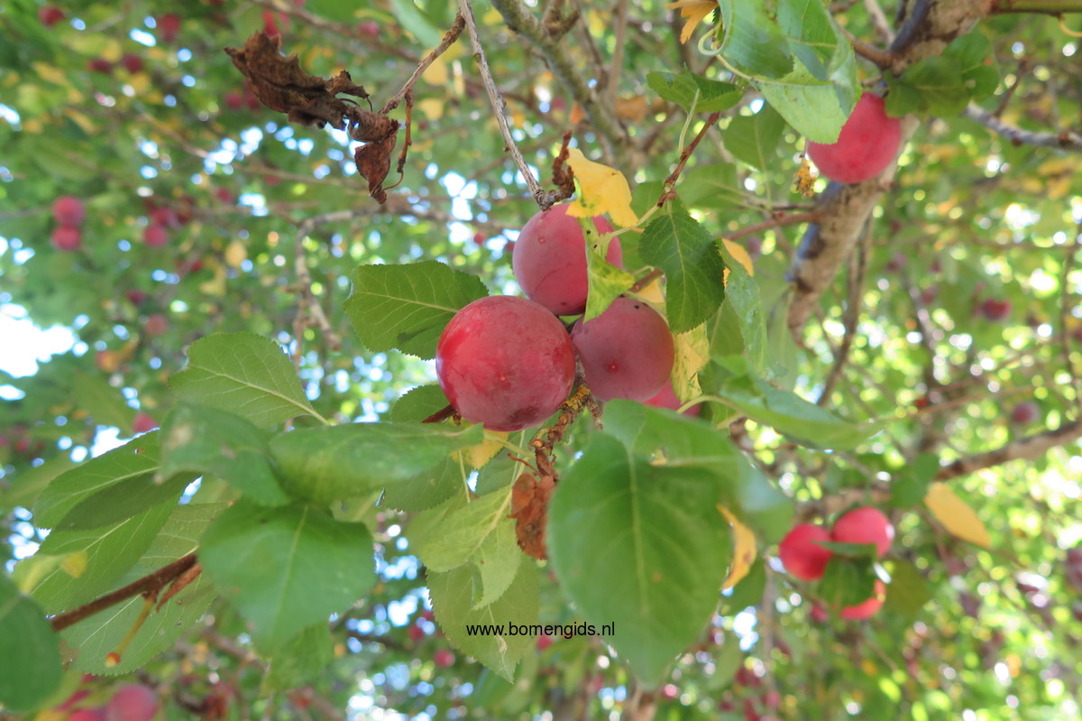Herken de boomsoort NL: Pruim; Latin: Prunus domestica; UK: Plum; GE ...