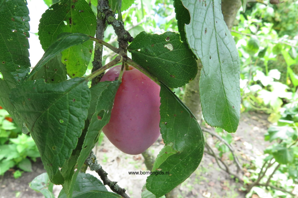 Herken de boomsoort NL: Pruim; Latin: Prunus domestica; UK: Plum; GE ...