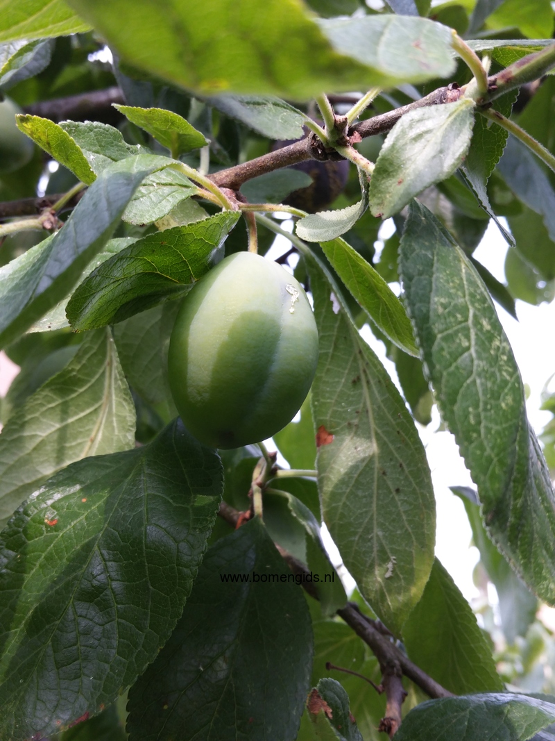 Herken de boomsoort NL: Pruim; Latin: Prunus domestica; UK: Plum; GE ...