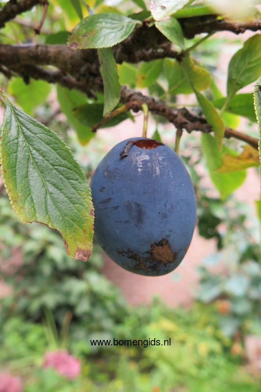 Herken de boomsoort NL: Pruim; Latin: Prunus domestica; UK: Plum; GE ...
