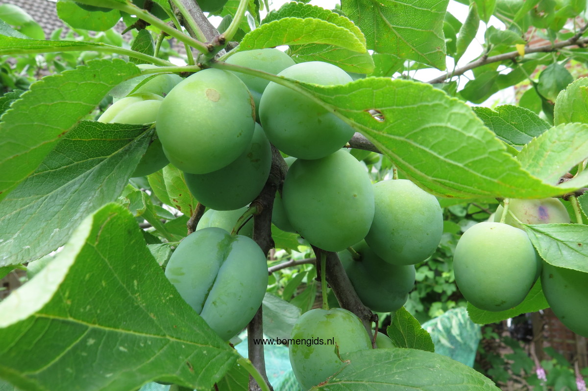 Herken de boomsoort NL: Pruim; Latin: Prunus domestica; UK: Plum; GE ...