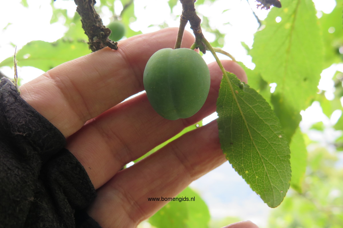 Herken de boomsoort NL: Pruim; Latin: Prunus domestica; UK: Plum; GE ...