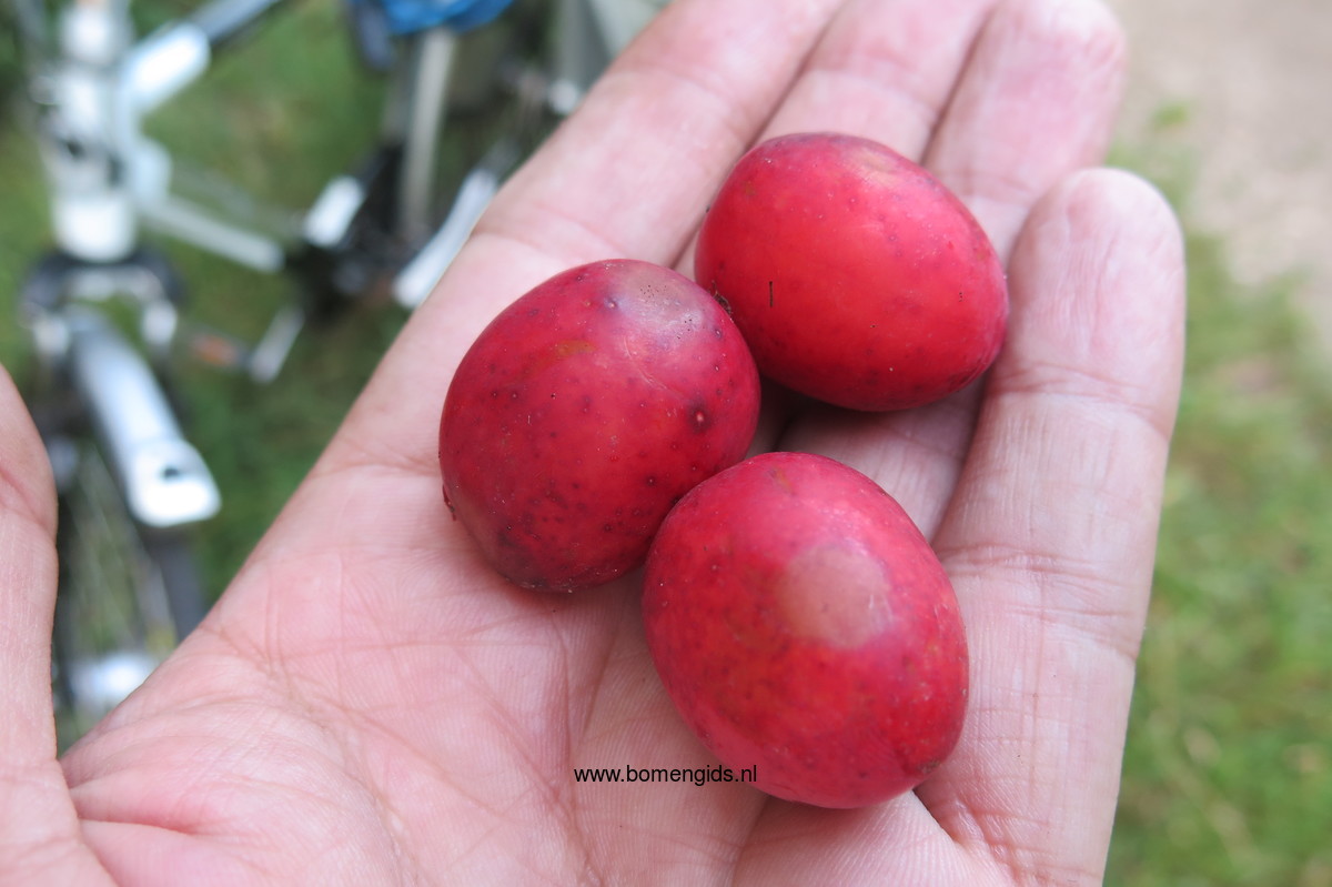 Herken de boomsoort NL: Pruim; Latin: Prunus domestica; UK: Plum; GE ...