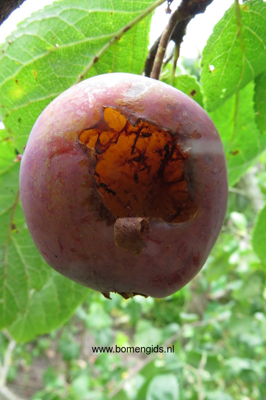 Herken de boomsoort NL: Pruim; Latin: Prunus domestica; UK: Plum; GE ...