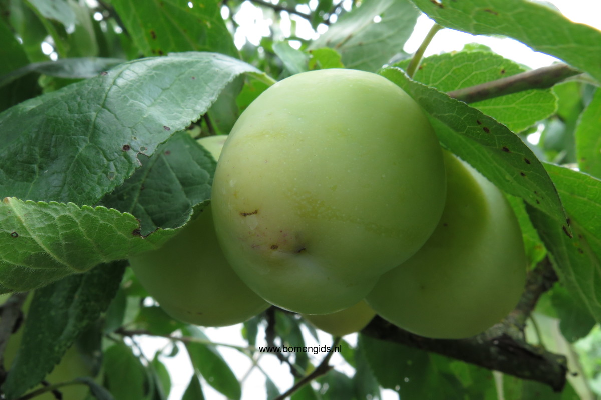 Herken de boomsoort NL: Pruim; Latin: Prunus domestica; UK: Plum; GE ...