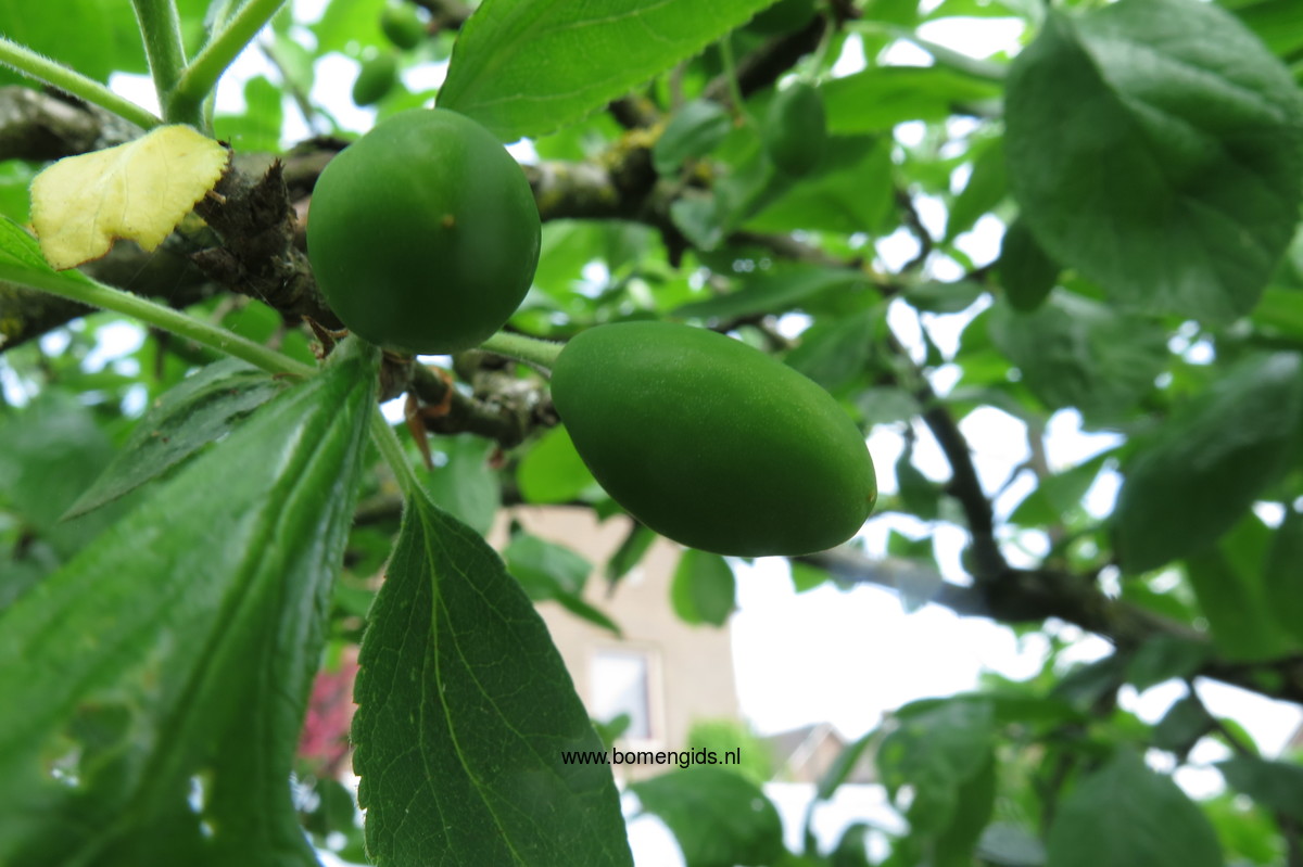 Herken de boomsoort NL: Pruim; Latin: Prunus domestica; UK: Plum; GE ...