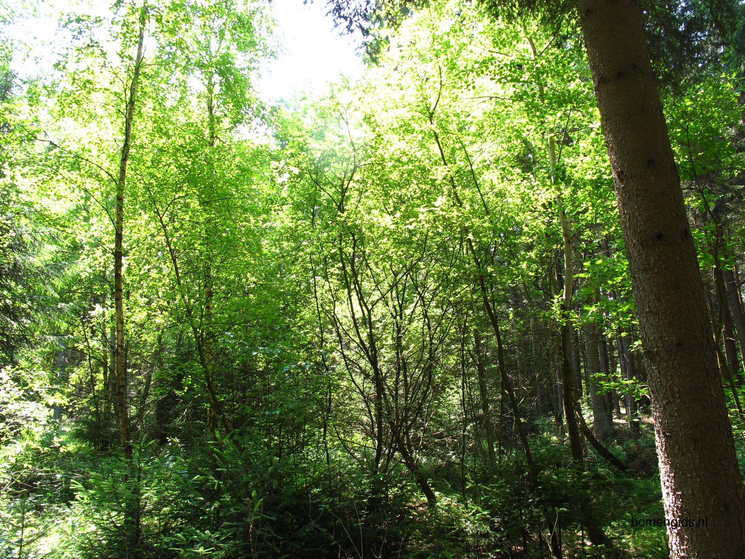 Herken de boomsoort NL: Ratel populier; Latin: Populus tremula; UK ...