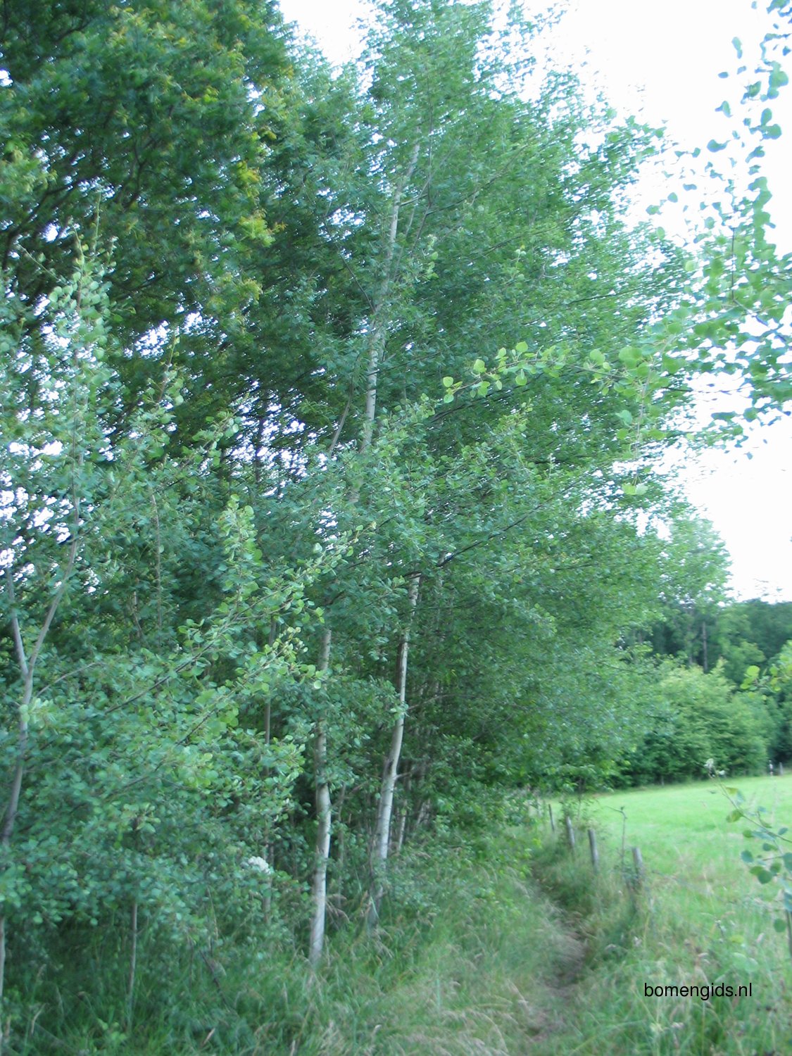 Herken de boomsoort NL: Ratel populier; Latin: Populus tremula; UK ...