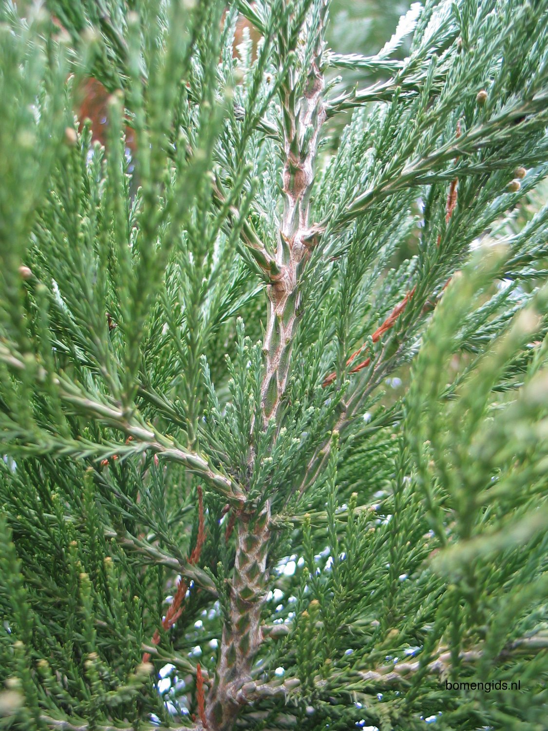 Herken de boomsoort NL: Reuze sequoia Mammoetboom; Latin ...