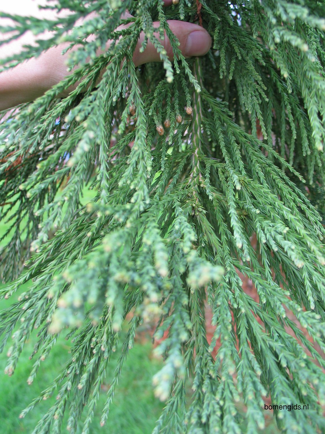 Herken de boomsoort NL: Reuze sequoia Mammoetboom; Latin ...