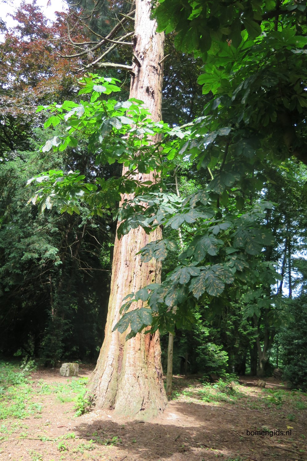 Herken de boomsoort NL: Reuze sequoia Mammoetboom; Latin ...