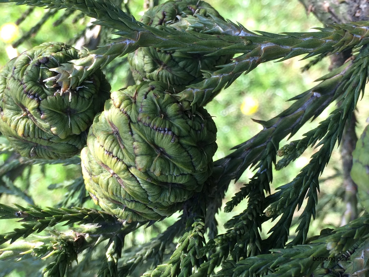 Herken de boomsoort NL: Reuze sequoia Mammoetboom; Latin ...