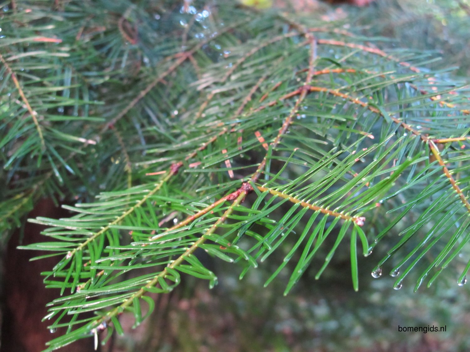 Herken de boomsoort NL: Reuze zilverspar; Latin: Abies grandis; UK ...