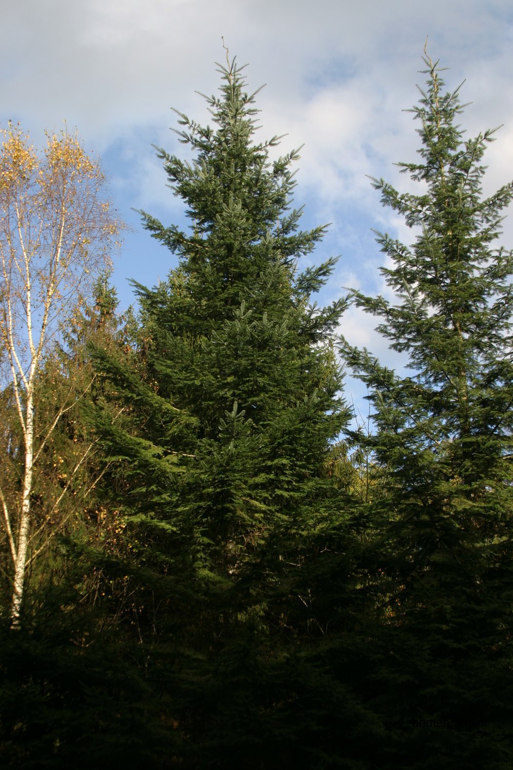 Herken de boomsoort NL: Reuze zilverspar; Latin: Abies grandis; UK ...