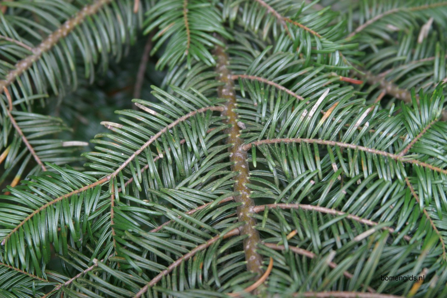 Herken de boomsoort NL: Reuze zilverspar; Latin: Abies grandis; UK ...