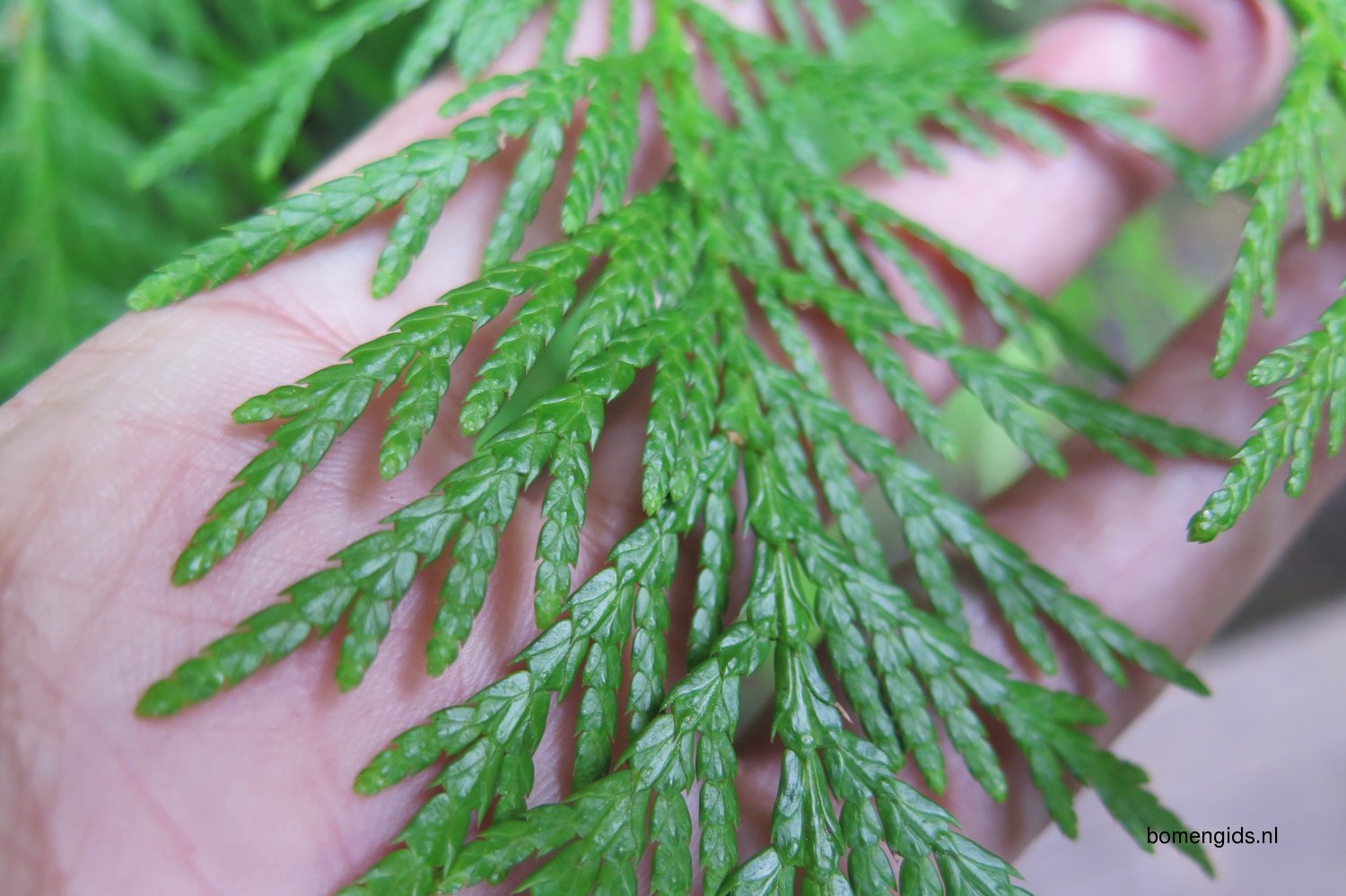 Boomsoorten die horen bij cypressen