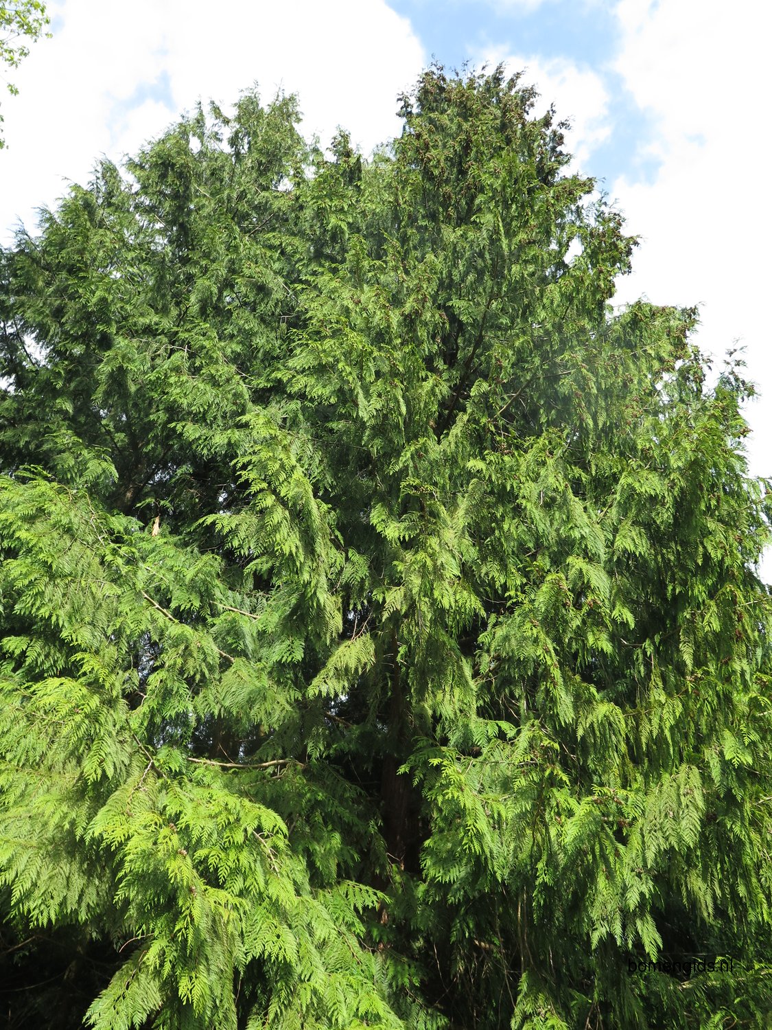 Herken de boomsoort NL: Reuzen levensboom; Latin: Thuja plicata; UK ...