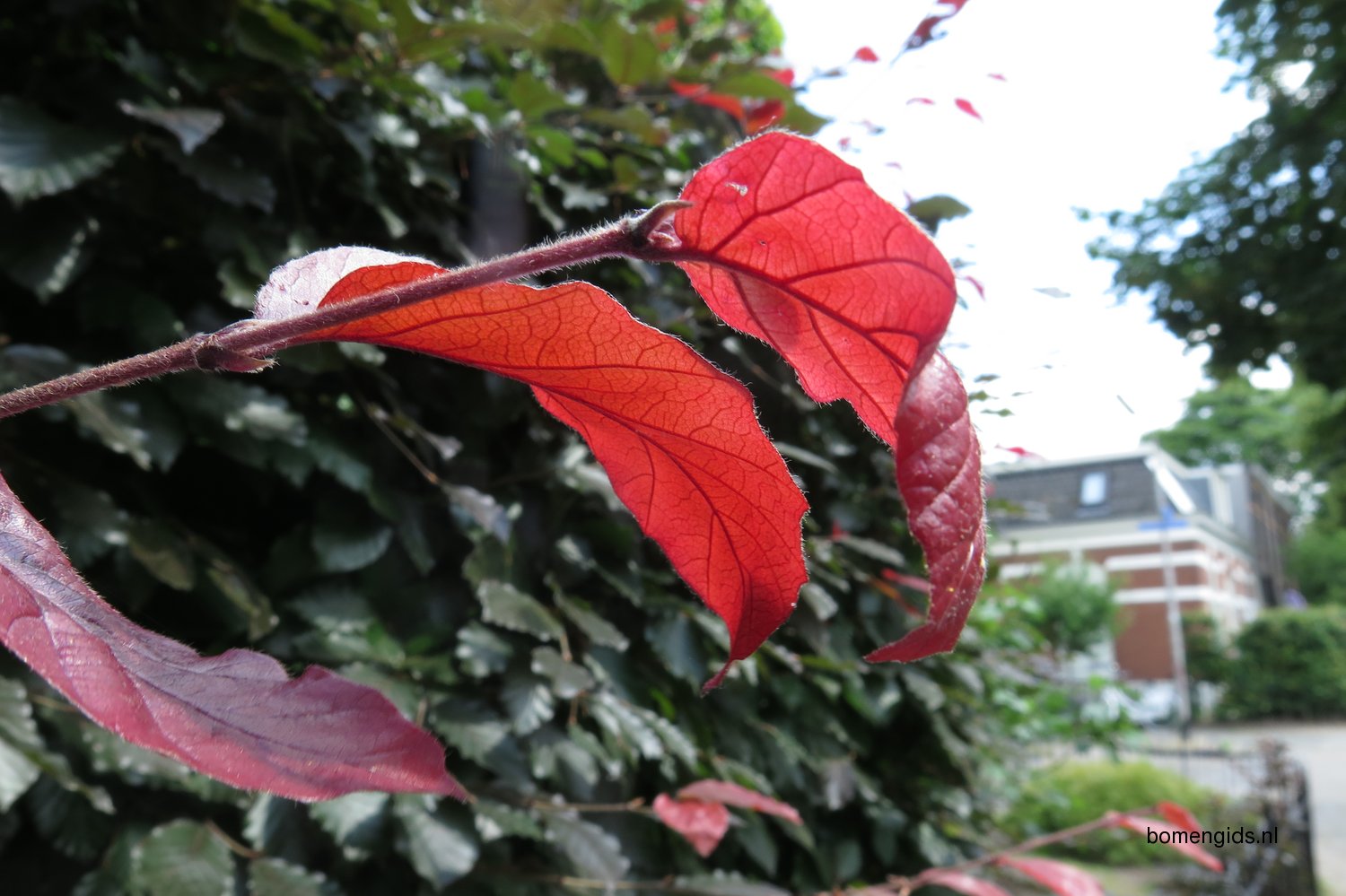 Herken de boomsoort NL: Rode beuk; Latin: Fagus sylvatica Atropurpurea ...