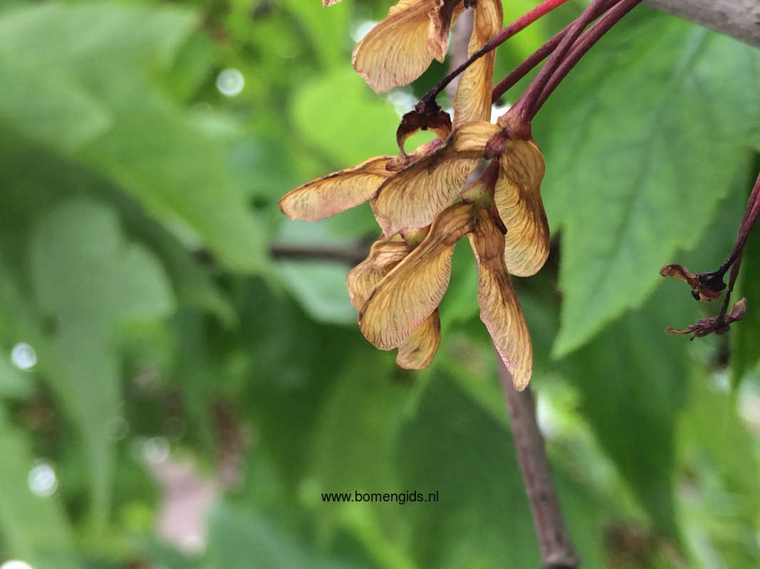 Herken de boomsoort NL: Rode esdoorn; Latin: Acer rubrum; UK: Red maple ...