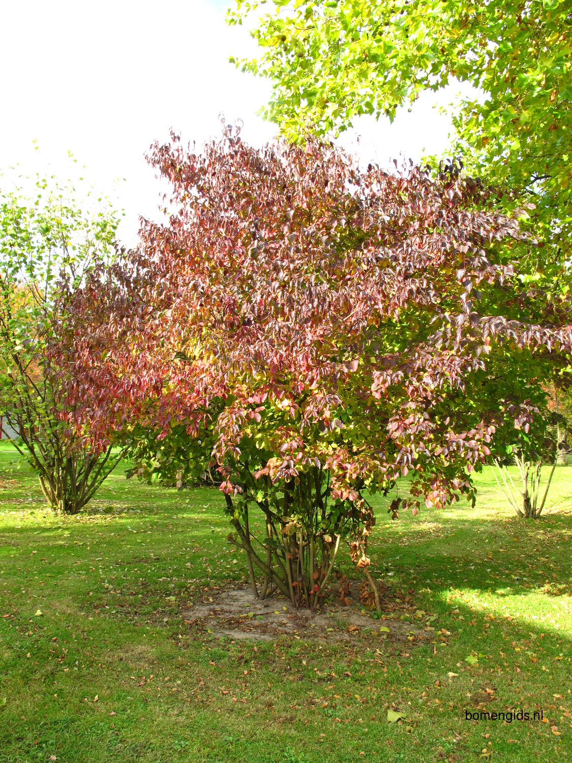 Herken de boomsoort NL: Rode kornoelje; Latin: Cornus sanguinea; UK: Dogwood; GE: Blutroter ...