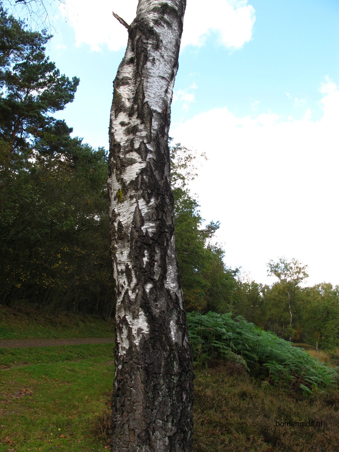 Herken de boomsoort NL: Ruwe berk; Latin: Betula pendula; UK: European ...