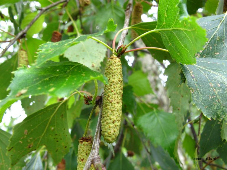 Herken de boomsoort NL: Ruwe berk; Latin: Betula pendula; UK: European ...