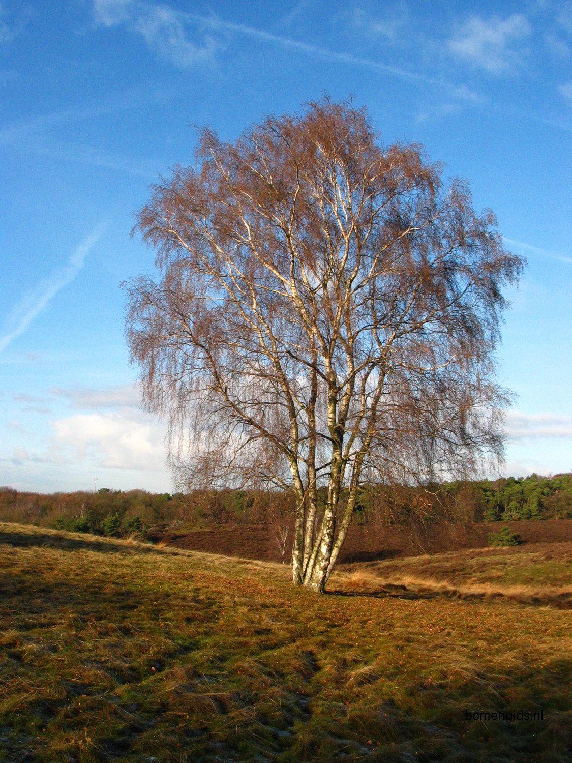 Herken de boomsoort NL: Ruwe berk; Latin: Betula pendula; UK: European ...