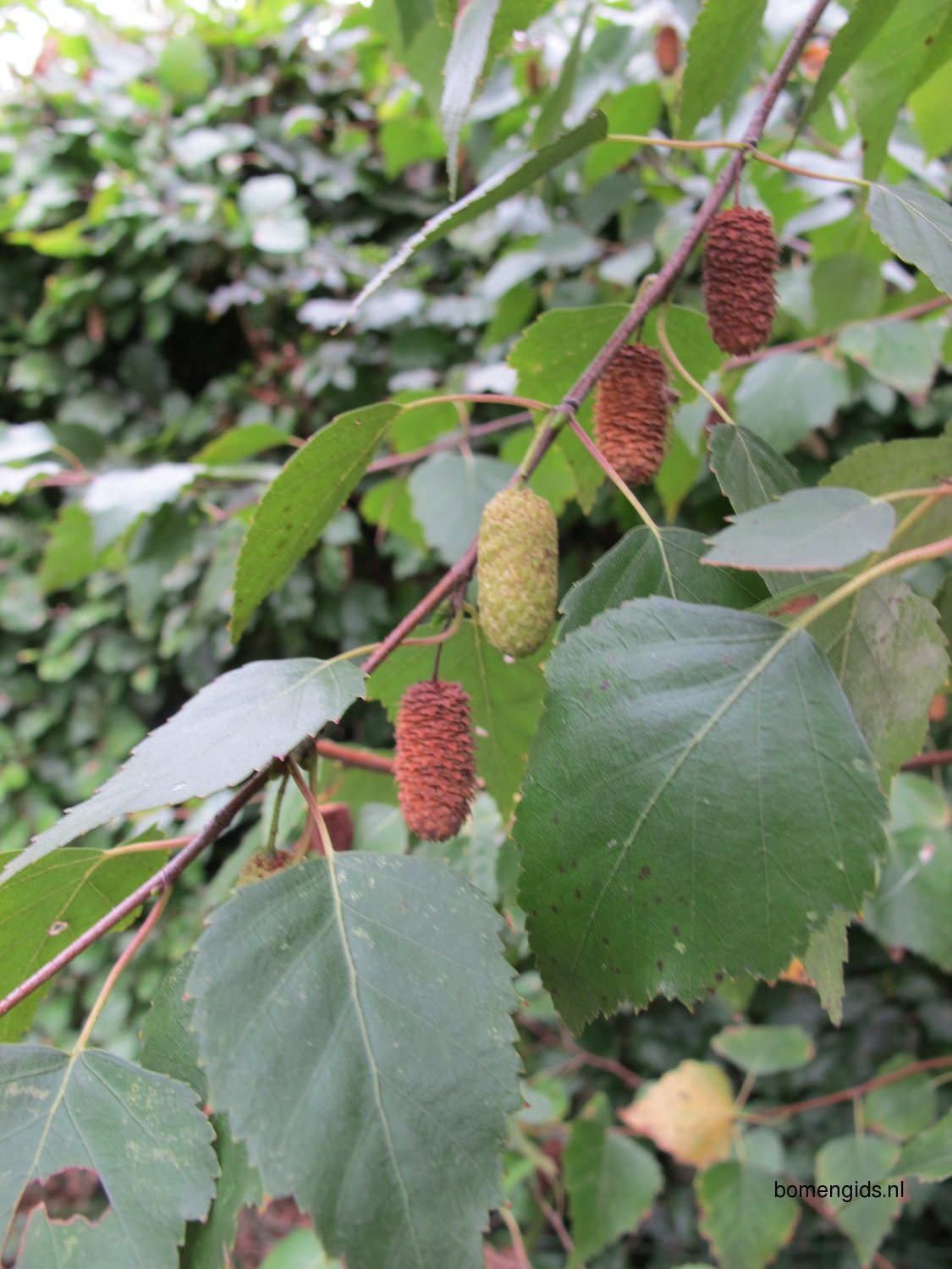 Herken de boomsoort NL: Ruwe berk; Latin: Betula pendula; UK: European ...