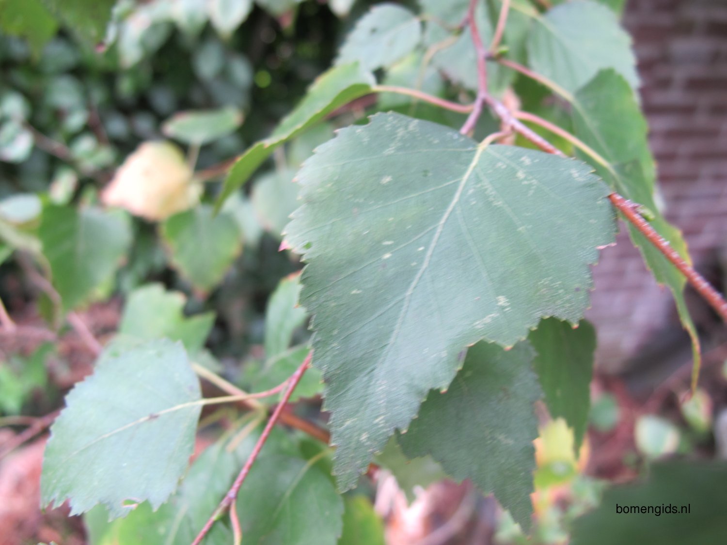 Herken de boomsoort NL: Ruwe berk; Latin: Betula pendula; UK: European ...