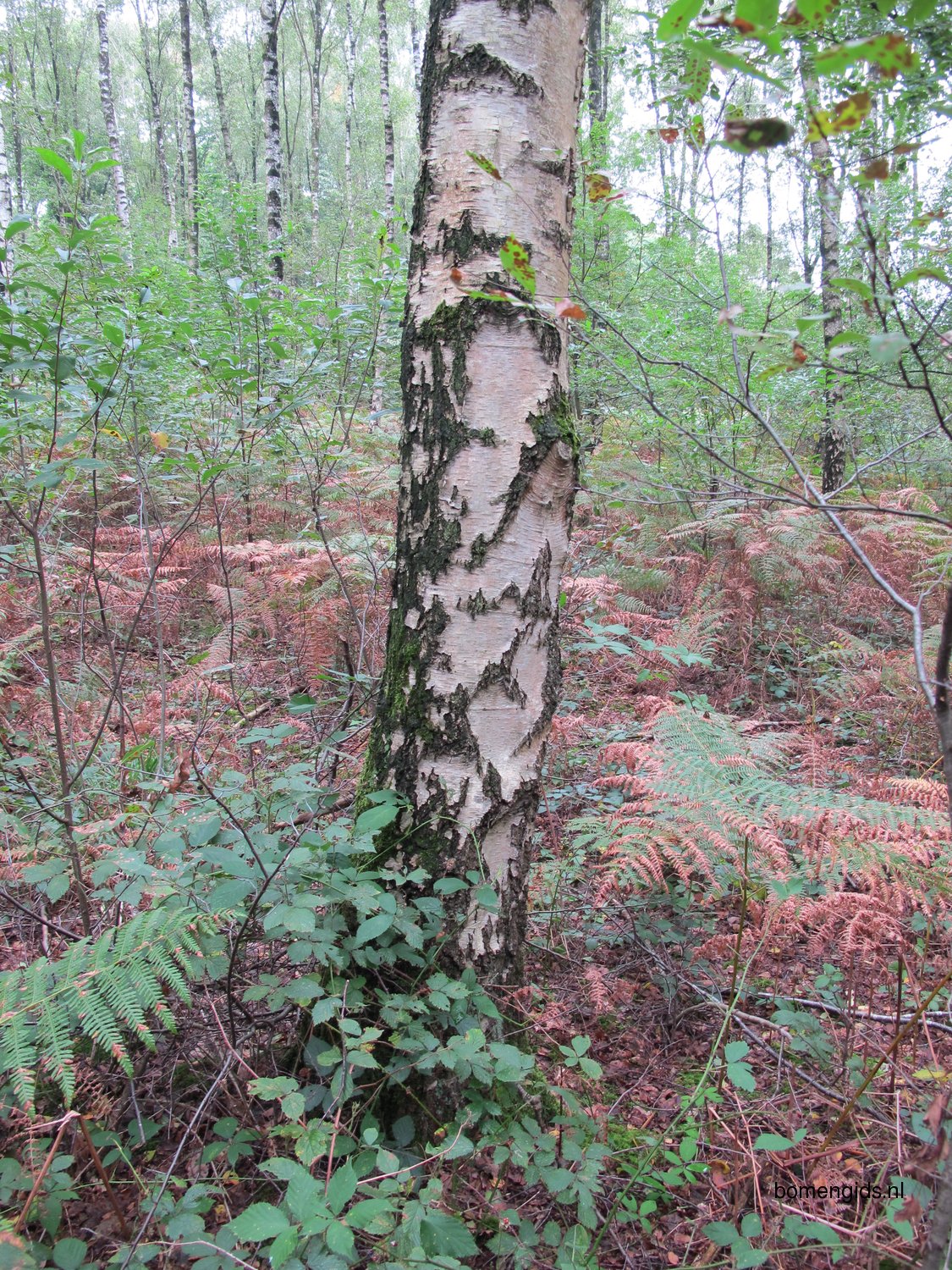 Herken de boomsoort NL: Ruwe berk; Latin: Betula pendula; UK: European ...