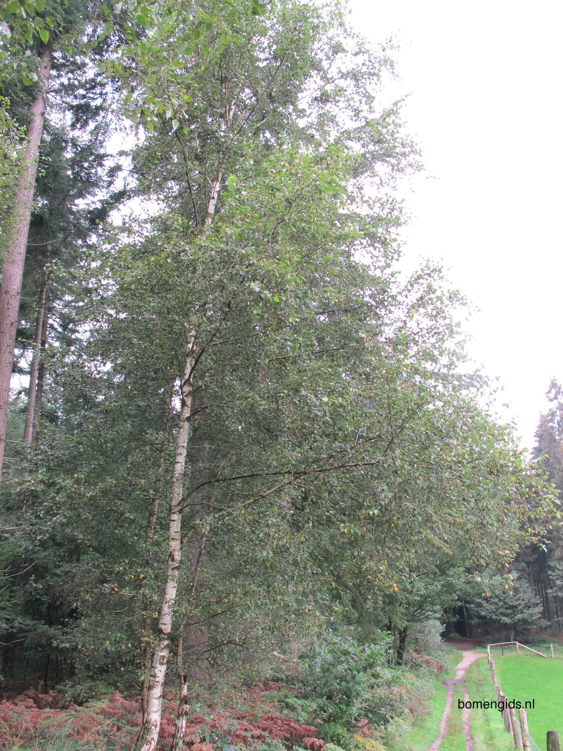 Herken de boomsoort NL: Ruwe berk; Latin: Betula pendula; UK: European ...