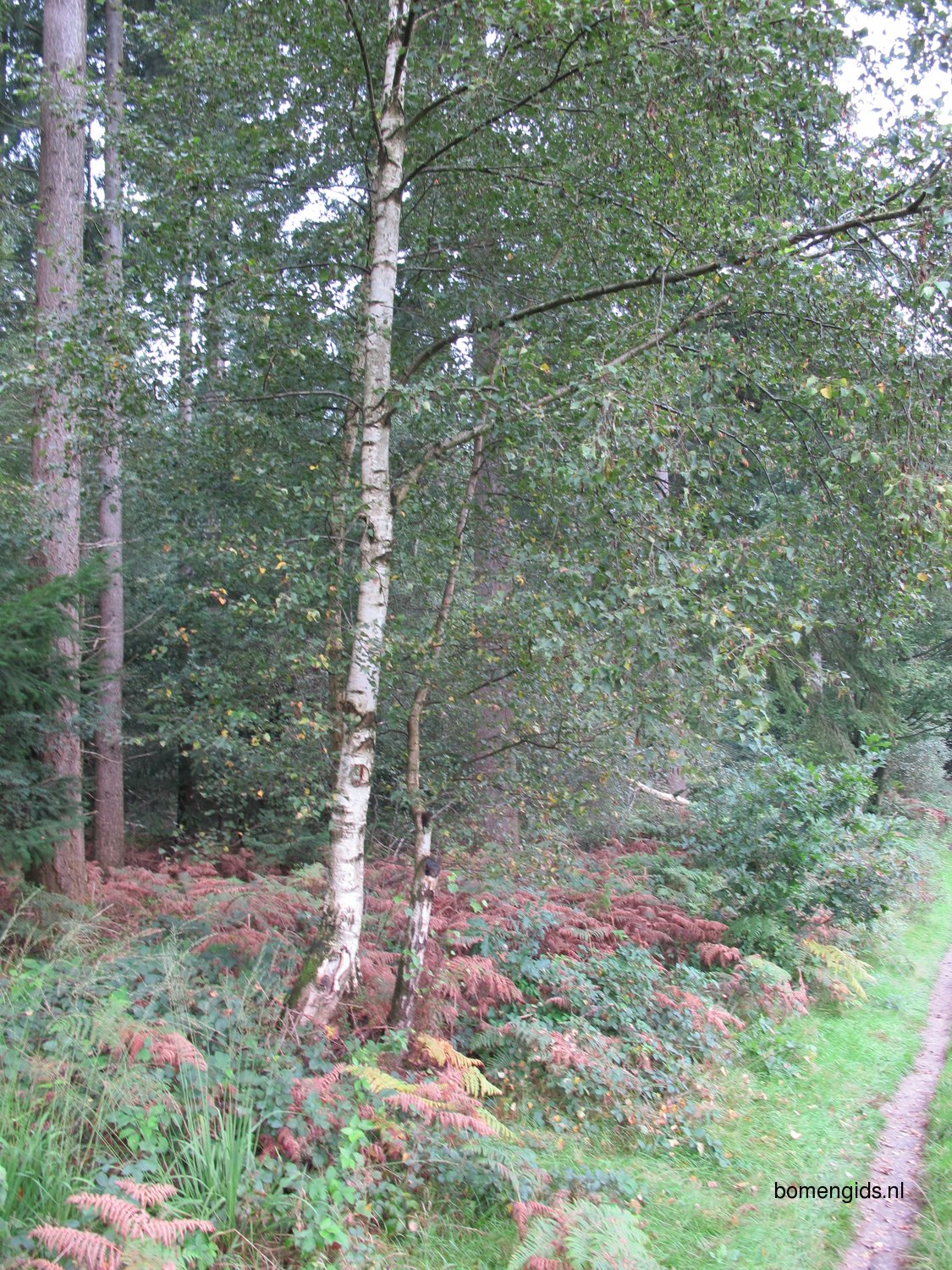 Herken de boomsoort NL: Ruwe berk; Latin: Betula pendula; UK: European ...