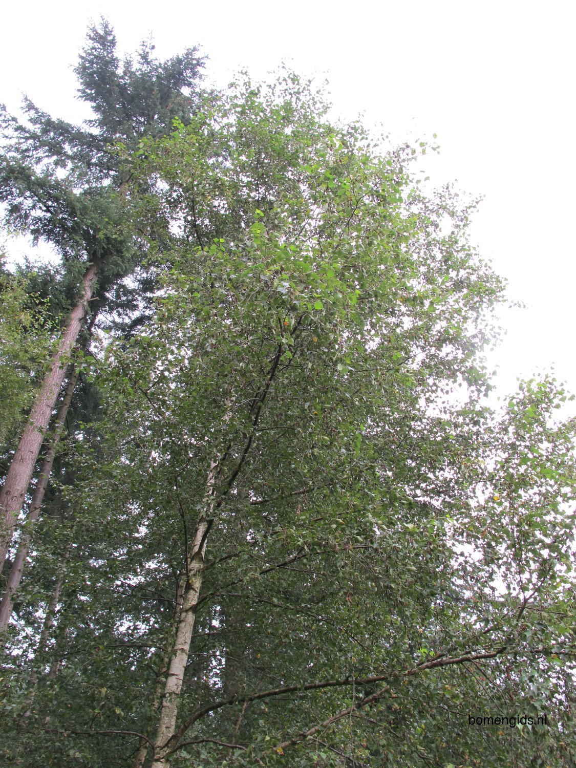 Herken de boomsoort NL: Ruwe berk; Latin: Betula pendula; UK: European ...